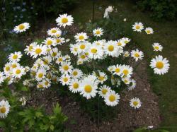 Chrysanthemum leucanthemum ,bela rada -visoka