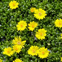 Delosperma Nubigenum - sedum zutog cveta