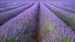 Lavanda Angustifolia Vera (800 semenki)