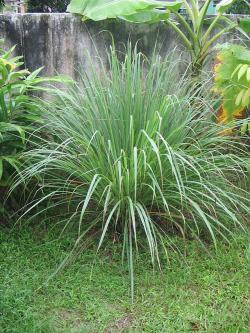 Limunova trava (200 semenki) Cymbopogon flexuosus - Lemon Grass