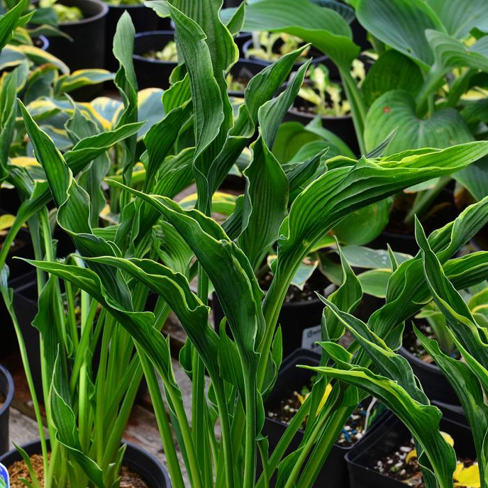 Hosta Praying Hands - Hosta