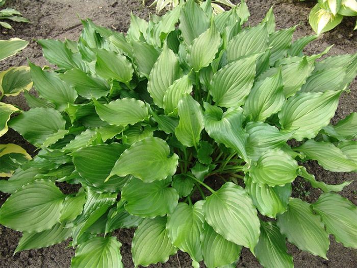 Hosta Stirfry - Hosta