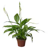 SPATHIPHYLLUM