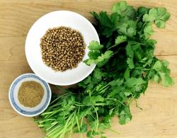 Korijander - Coriander Sativum (500 semenki)