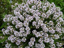 Majčina Dušica - Thymus Vulgaris (5000 semenki)