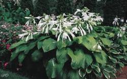 hosta velika