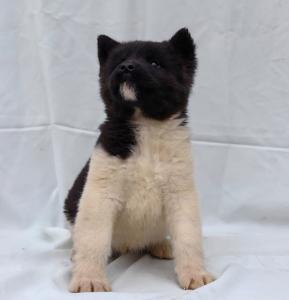 AMERICKA AKITA