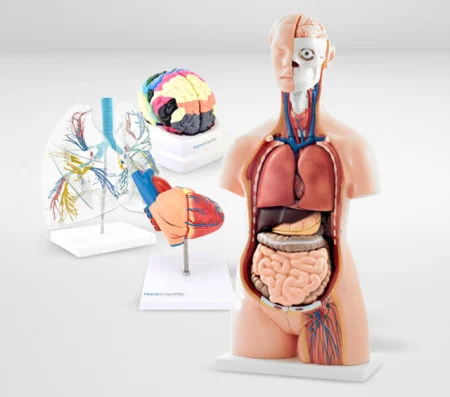 Organs & Structures, Anatomski modeli