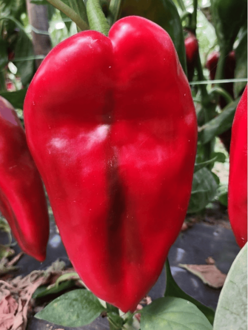 Paprika “ Ajvarska lepotica „