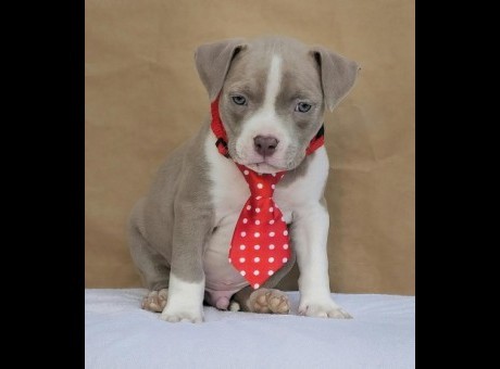 American bully pocket