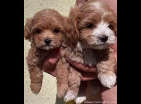 Mini Maltipoo štenci