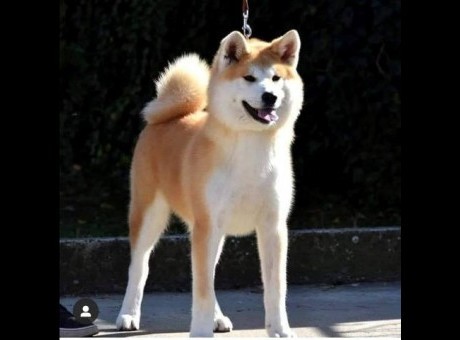 Akita Inu, ženka Aiko na poklon