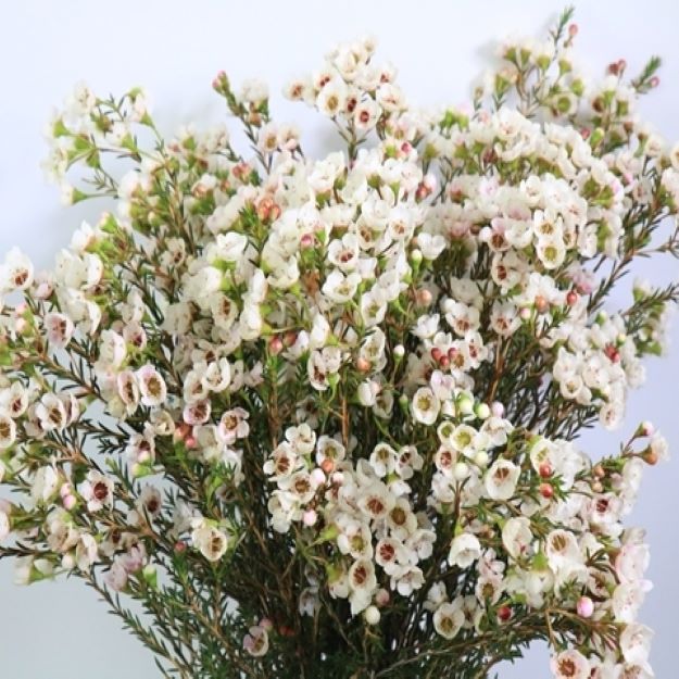 WAXFLOWER MOONLIGHT DELIGHT