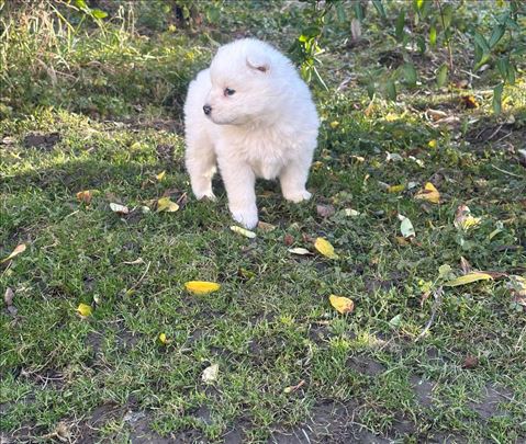 Prelepi štenci samojeda na prodaju