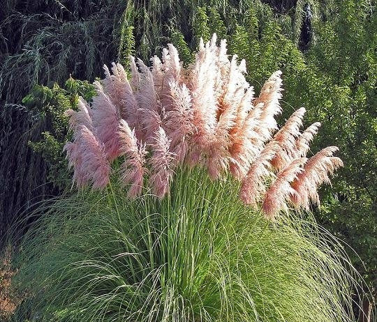 Cortaderia selloana „Rosea“ – Pampas trava roza