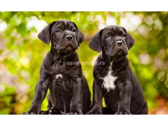 Rotvajler i Cane Corso