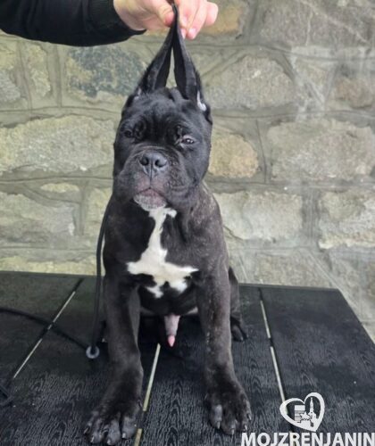 Cane Corso štenci