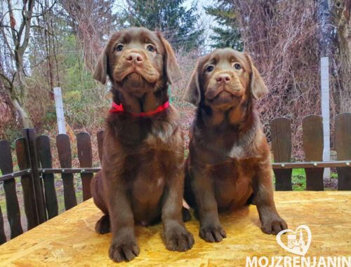 Labrador retriver čokoladni štenci na prodaju