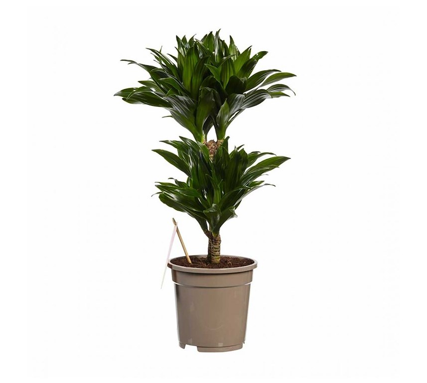 Dracena Compacta