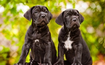 Rotvajler i Cane Corso