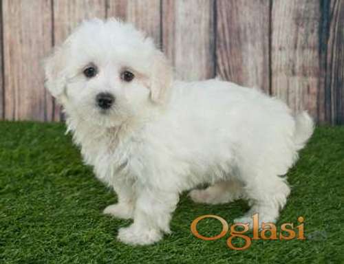 Maltipoo i Toy pudle