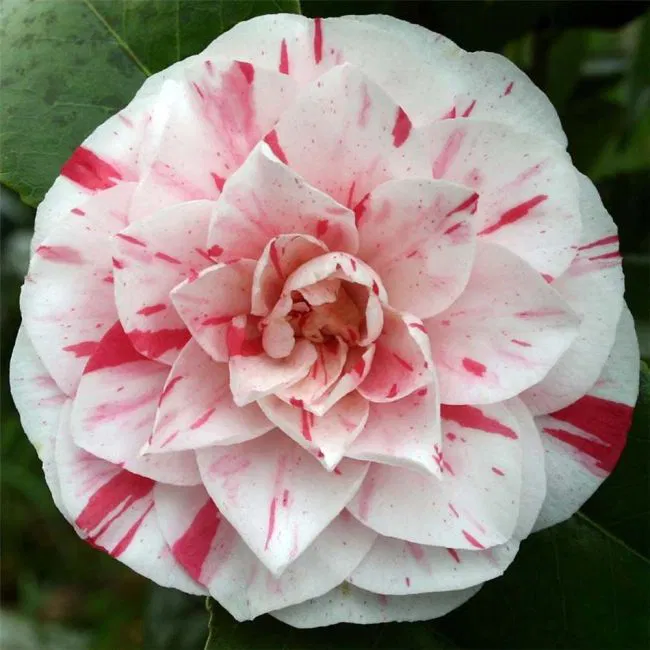 Camellia japonica Bonomiana