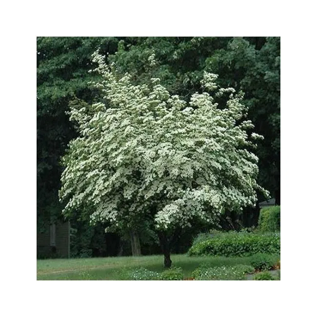 Cornus elliptica Empress of China