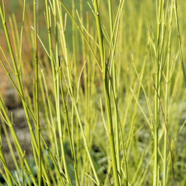 Cornus sericea Flaviramea