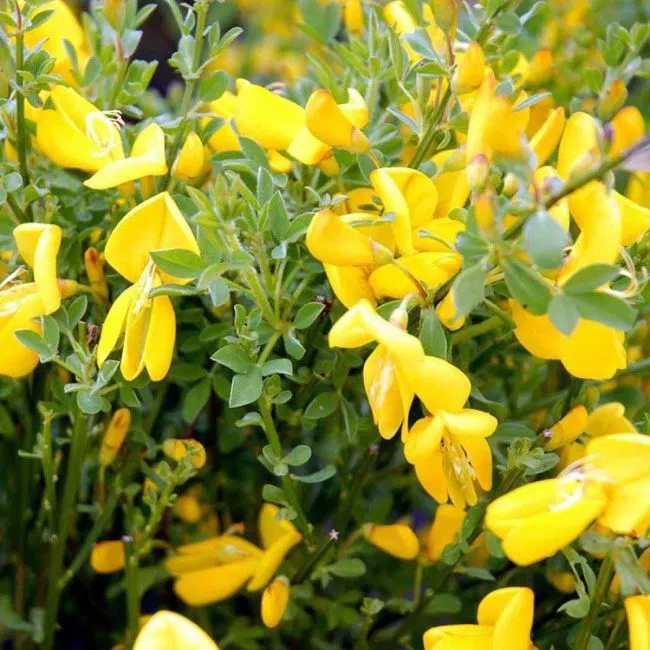 Cytisus Luna