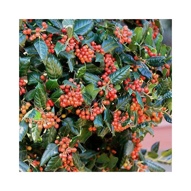 Ilex mutchagara Nellie R. Stevens