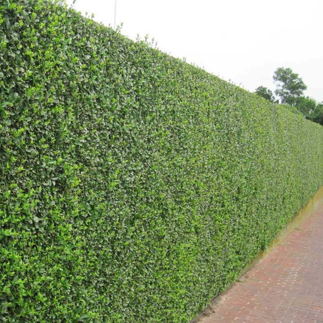 Ligustrum ovalifolium Goli koren