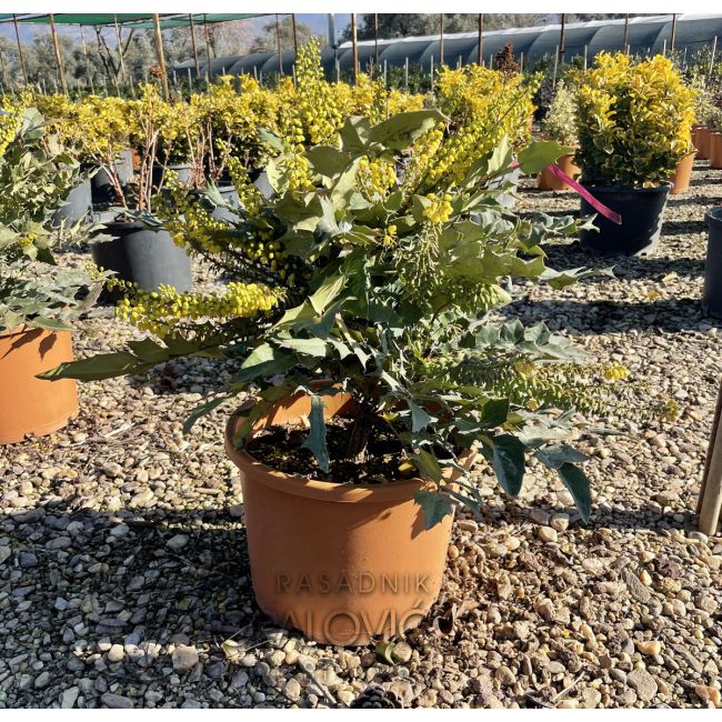 Mahonia Winter Sun