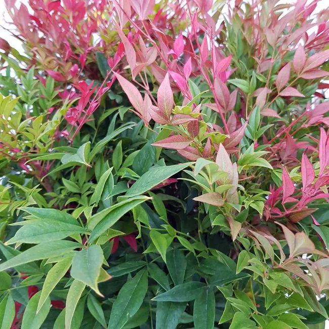 Nandina domestica