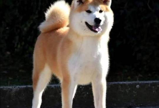 Akita Inu, ženka Aiko na poklon