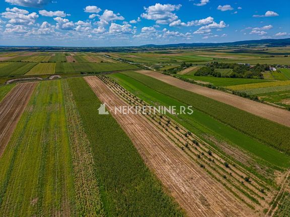 SAMO KOD NAS ! Voćnjak - dunje