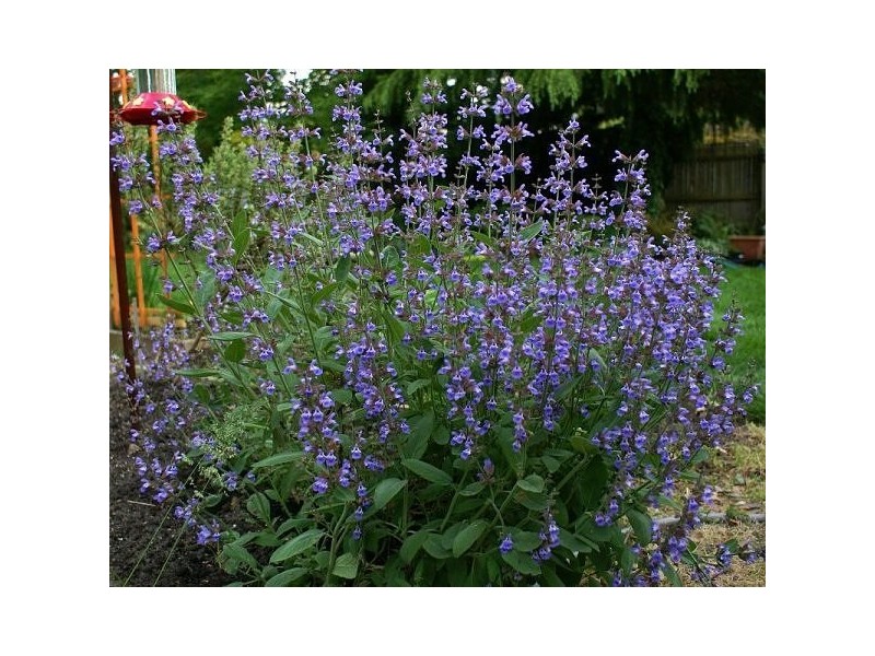 Žalfija - Salvia officinalis