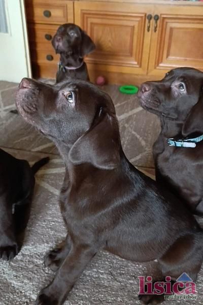 Labrador retriver braon štenci