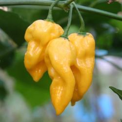 Chilli Habanero Limon (25 semenki)