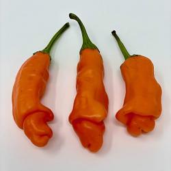 Penis chilli narandžasti - Orange (20 semenki)