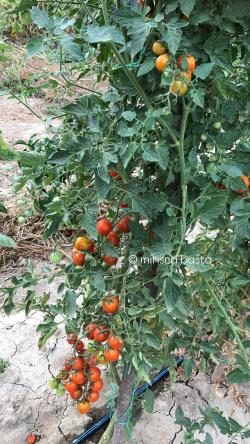 Paradajz Pomodoro di Pachino, italijanska stara sorta, prodaja semena