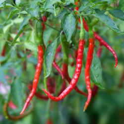 Chilli Pepper De Arbol (25 semenki)