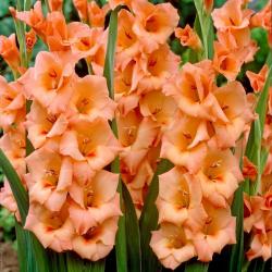 Gladiola svetlo narandzasta