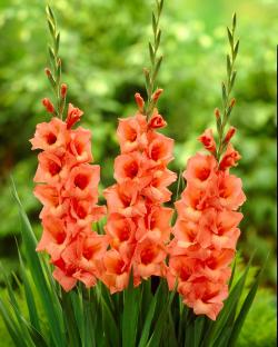 Gladiola tamno narandzasta