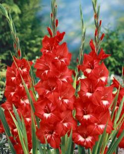 Gladiola crveno - bela