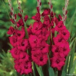 Gladiola ciklama