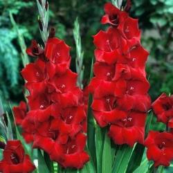 Gladiola bordo