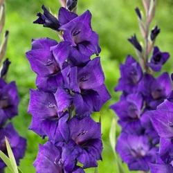 Gladiola ljubicasta