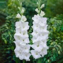 Gladiola bela