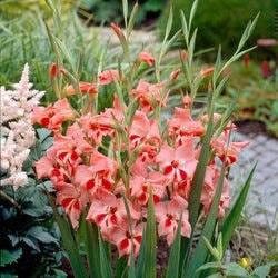 Patuljasta gladiola narandzasta