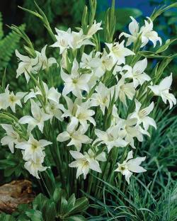 Patuljasta gladiola bela